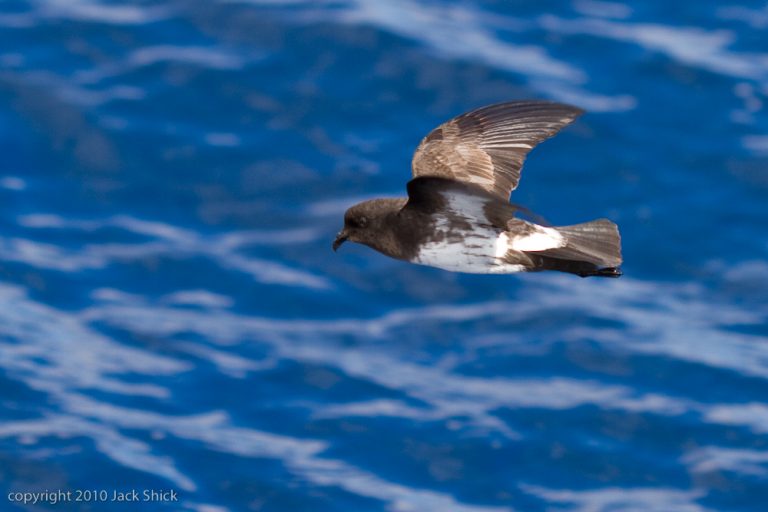 White_bellied_storm_petrel-IMG_6378 | Lord Howe Island Rodent ...